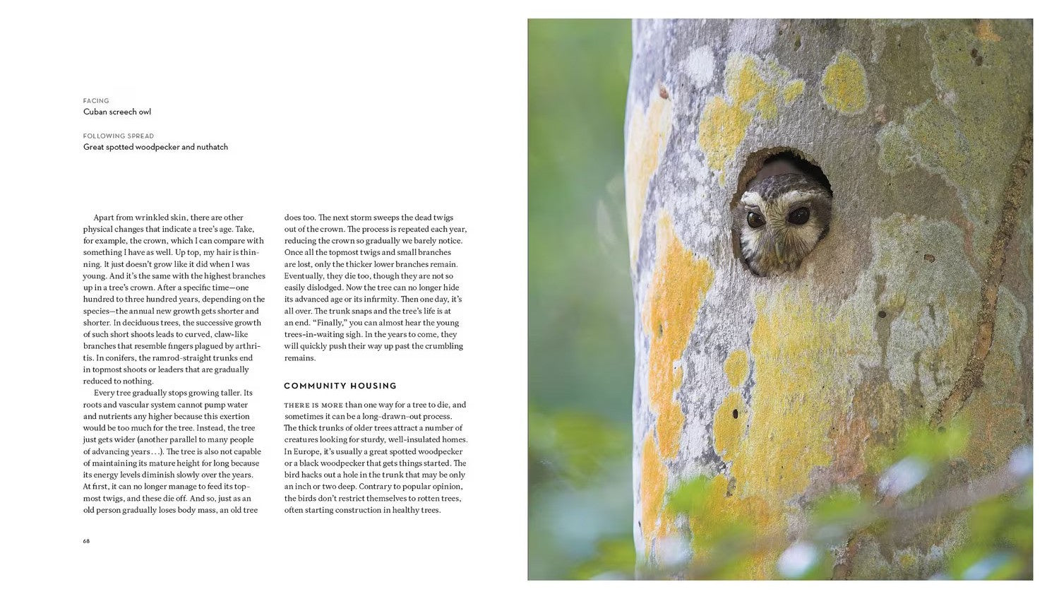 The Hidden Life of Trees Book – Blank Canvas Bookstore